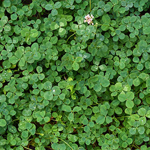 What to do about winter weeds in Austin Texas | Top Choice Lawn Care