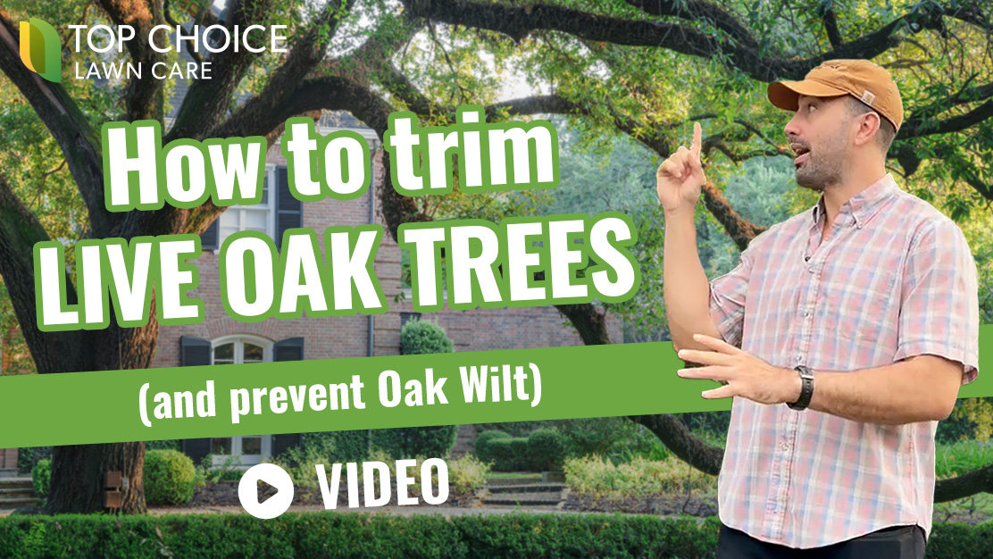 How to Trim Live Oak Trees (and Prevent Oak Wilt) | Top Choice Lawn Care How to Trim Live Oak Trees (and Prevent Oak Wilt) | Top Choice Lawn Care