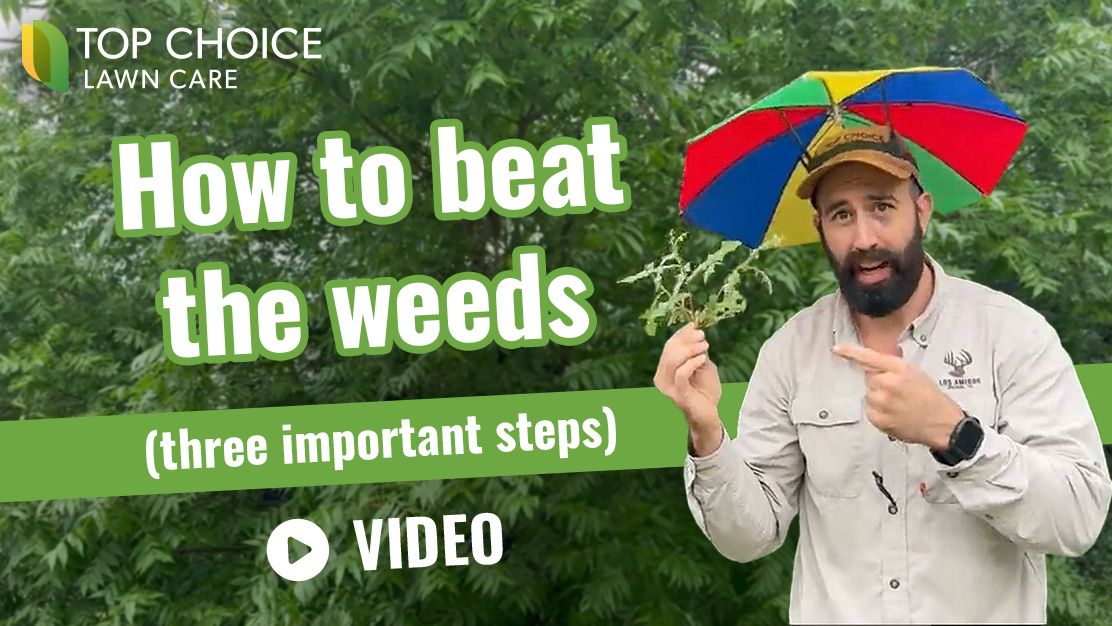Time for some spring weed control? | Top Choice Lawn Care