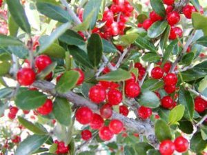 Yaupon Holly - A Fantastic Texas Shrub and Tree | Top Choice Lawn Care