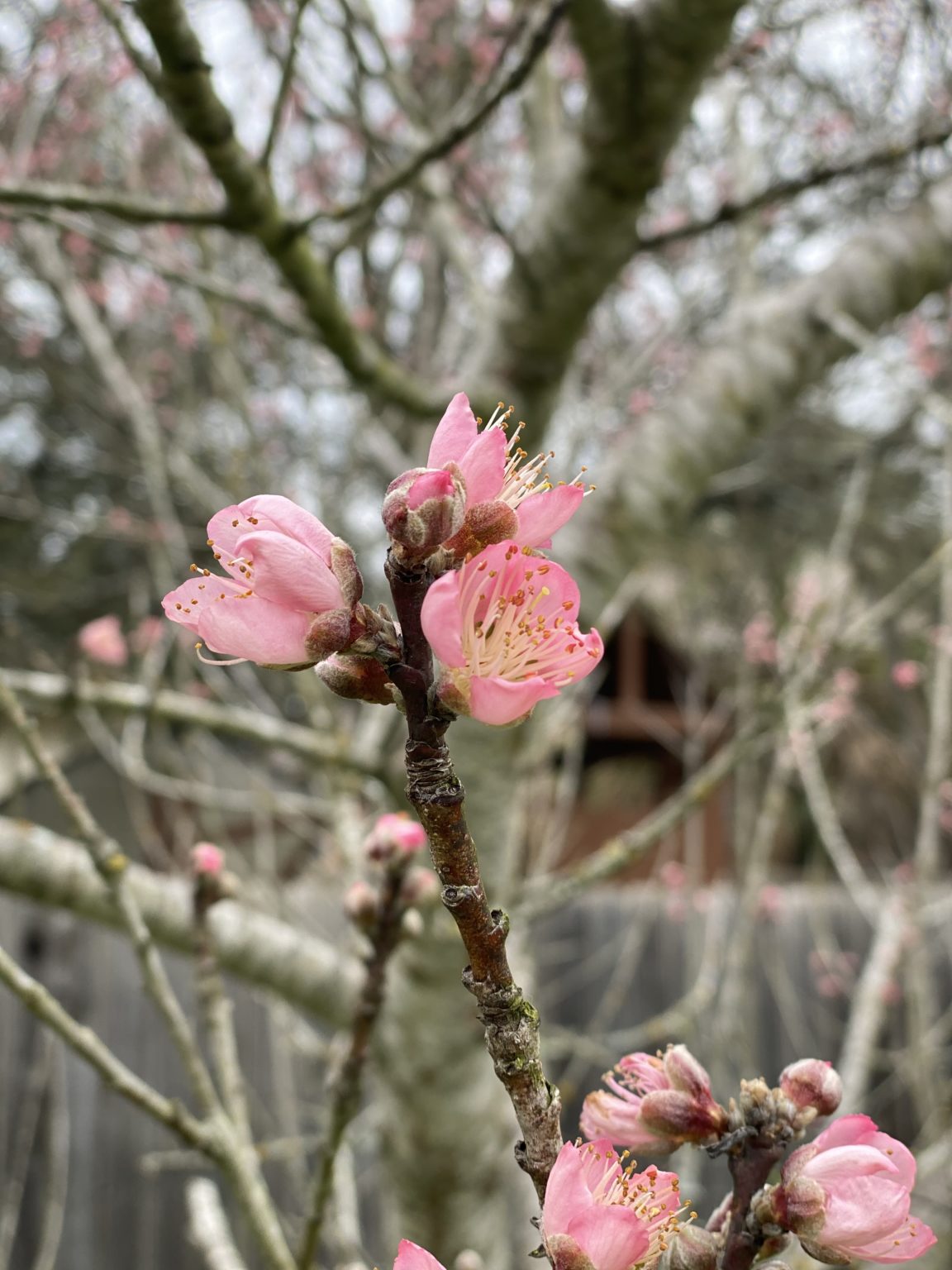 False Spring | Top Choice Lawn Care