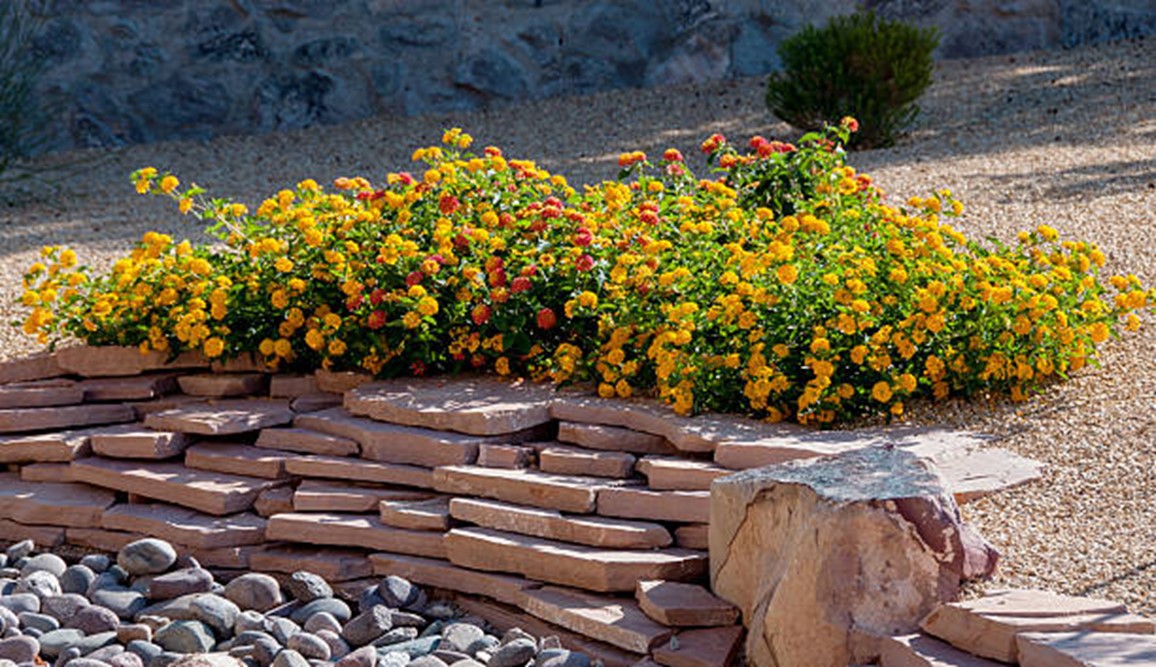 Xeriscape For Central Texas Plants Top 20 Native And Adapted Shade