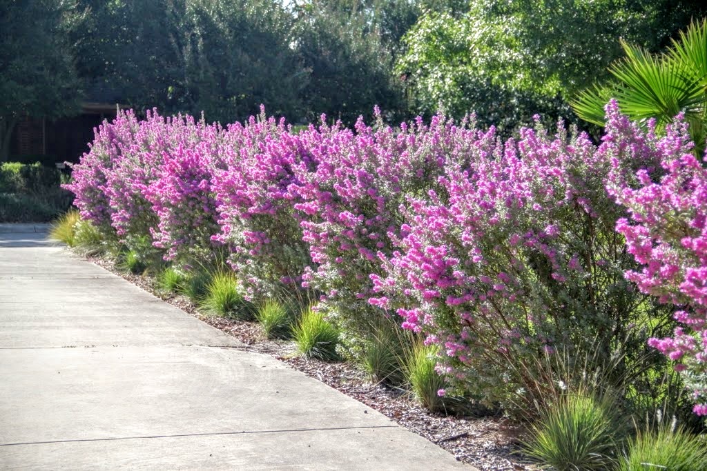 Our Top Evergreen Shrubs for Texas Lawns | Top Choice Lawn Care