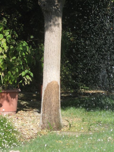 Protect Your Plants from Black Spot | Top Choice Lawn Care