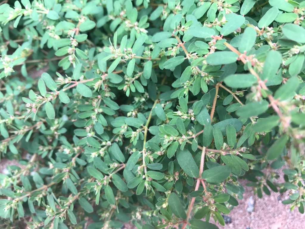 Central Texas Summer Weeds: Identification and Control | Top Choice ...